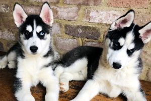 Husky Dog Breeder in Melbourne, Victoria | HUSKY’S ‘R’ US